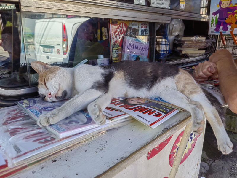 Mačka Mici NAJPOZNATIJI PRODAVAC NOVINA u Vranju